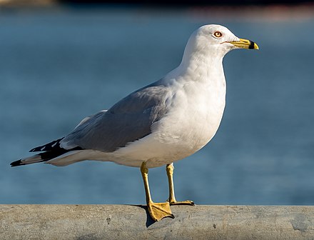 Beach-dwelling gulls can be vehicles for bacteria, but border collies ...